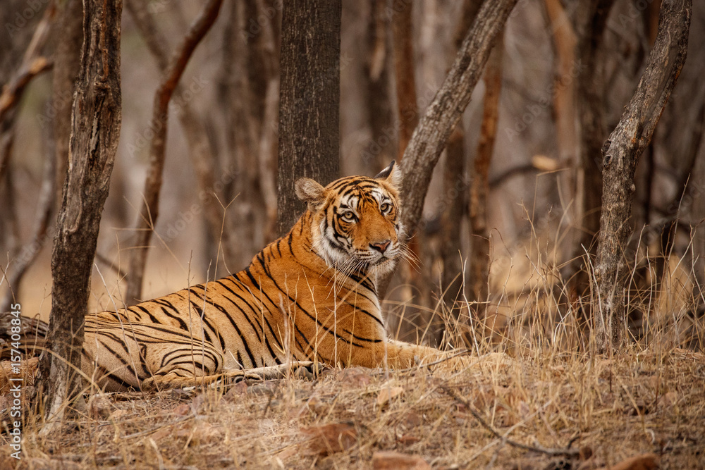 Tiger in the nature habitat. Bengal tiger resting in the shadow ...