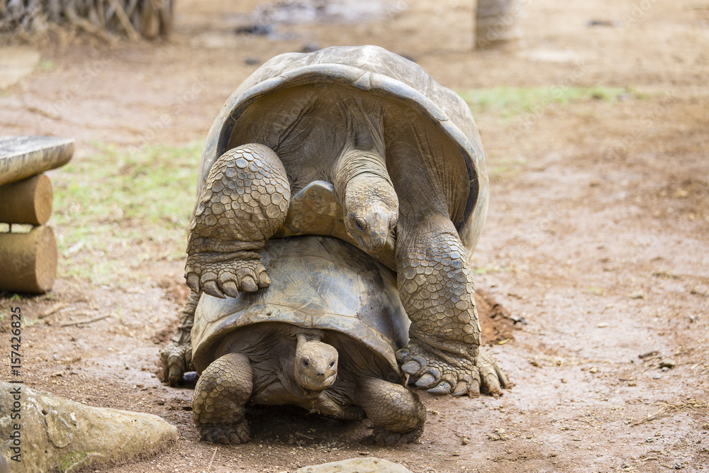 Two giant turtles, dipsochelys gigantea making love in island Mauritius ...
