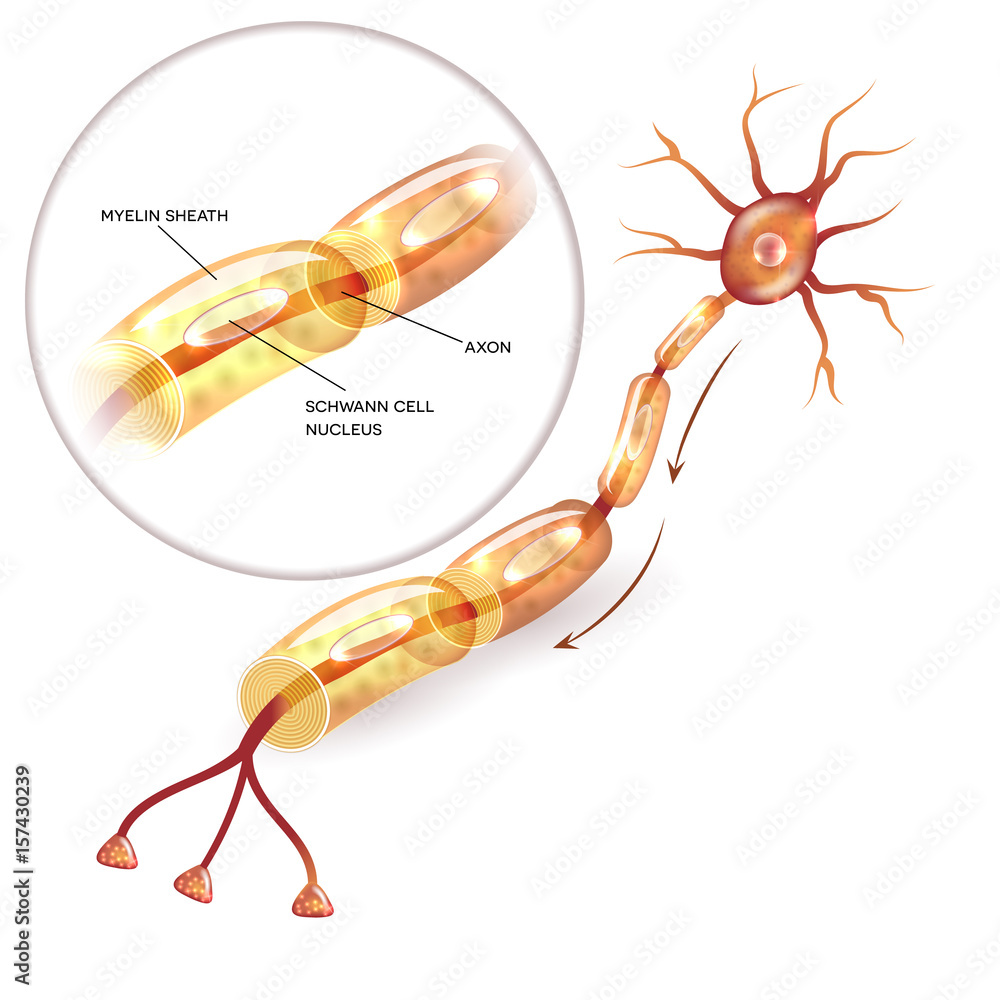 Neuron, nerve cell axon and myelin sheath substance that surrounds the ...