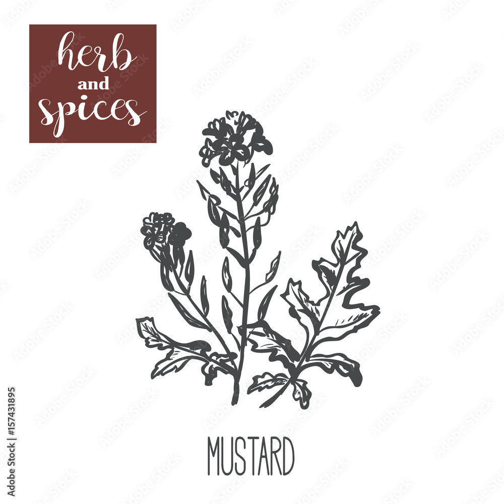 Mustard sketch hand drawing. vector illustration of herbs Stock Vector ...