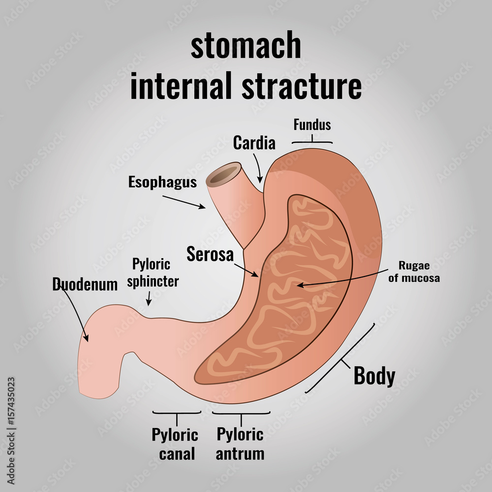 The anatomy of the human stomach Stock Vector | Adobe Stock