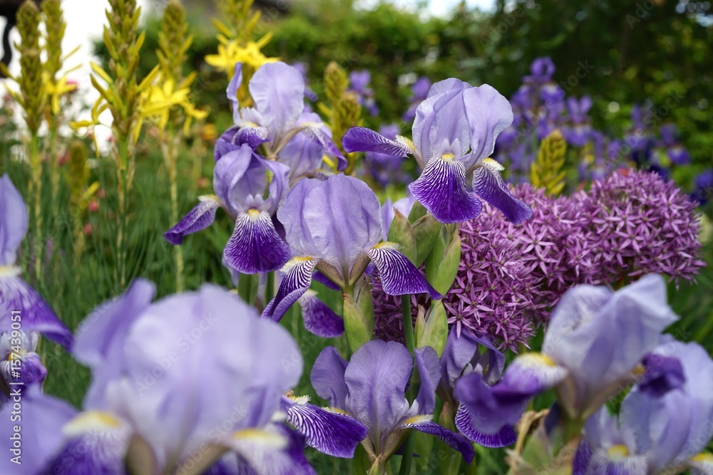 Foto de Iris 'neglecta' mit Junkerlilie und Zierlauch im Staudenbeet do ...
