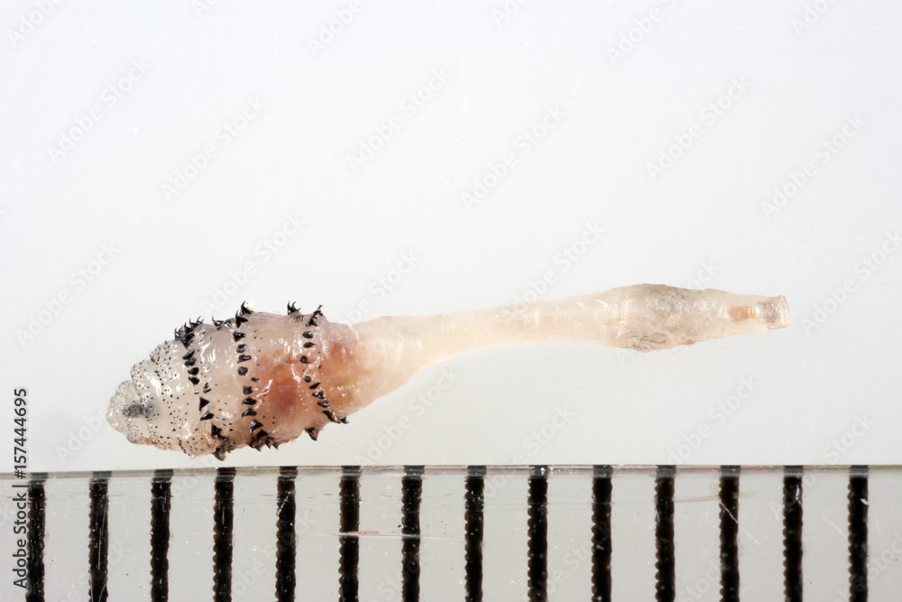 Human botfly larva - Dermatobia hominis Stock Photo | Adobe Stock