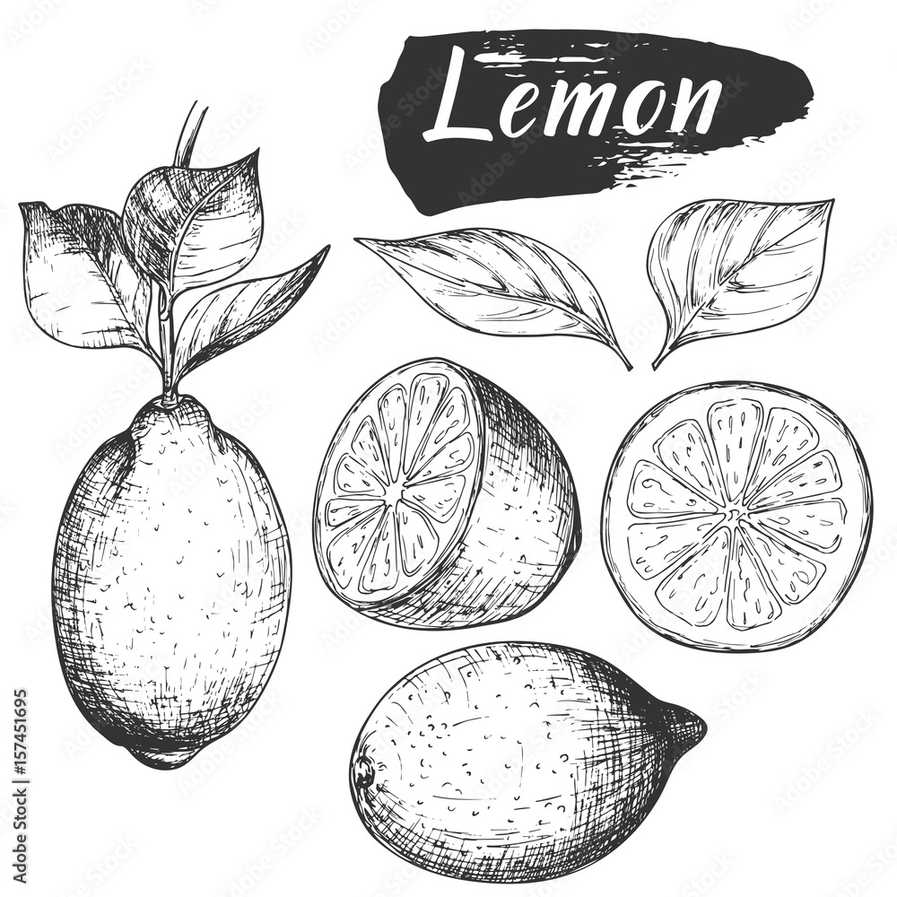 Sketch ink vintage lemon set illustration, draft silhouette drawing ...