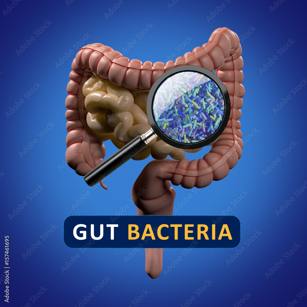 Gut bacteria, microbiome. Magnification of bacteria inside the ...