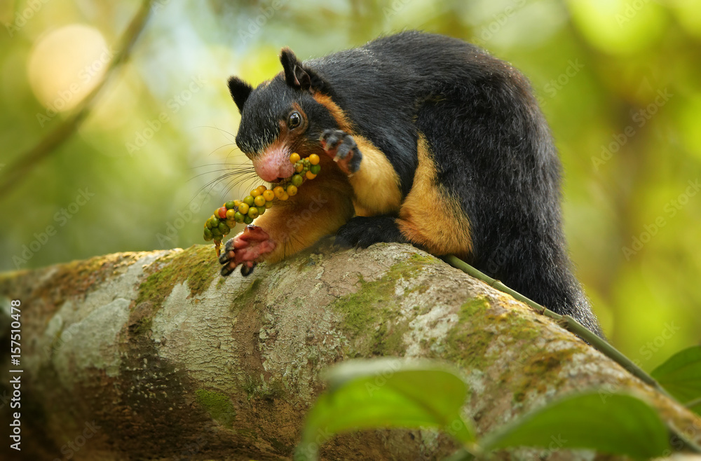 Close up photo black and yellow Sri Lankan Giant Squirrel, Ratufa ...