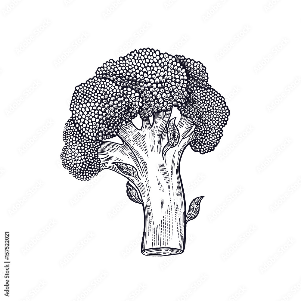 Broccoli. Hand drawing of vegetables. Vector art illustration. Isolated ...