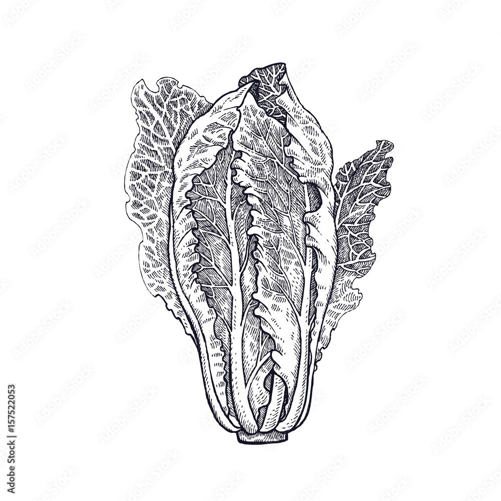 Vintage Lettuce Illustration