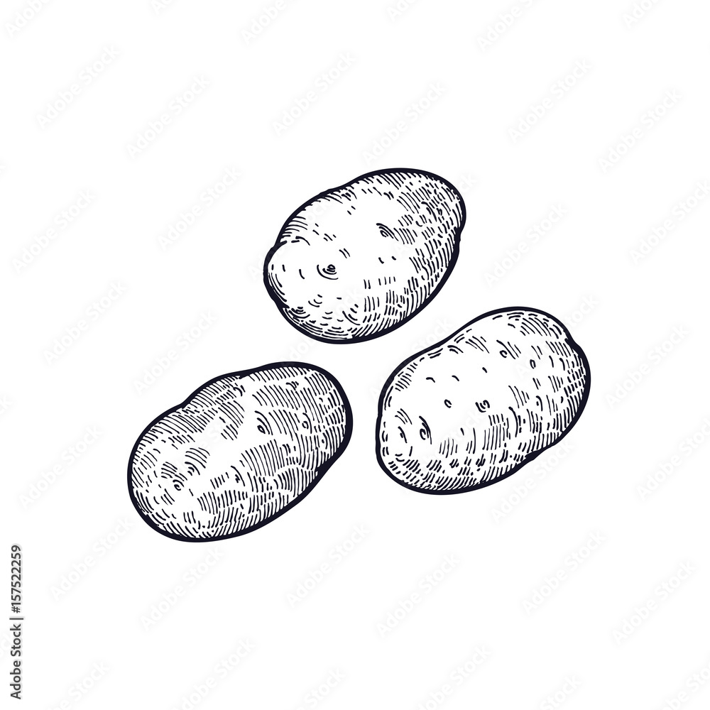 Potatoes. Hand drawing of vegetable. Vector art illustration. Isolated ...
