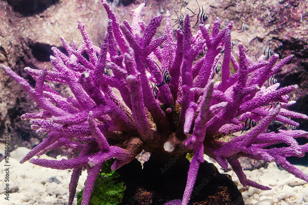 purple staghorn coral or acropora Stock Photo | Adobe Stock