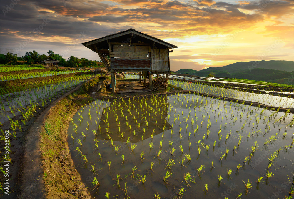 Rice terrace rice field of Thailand, Pa-pong-peang rice terrace north ...
