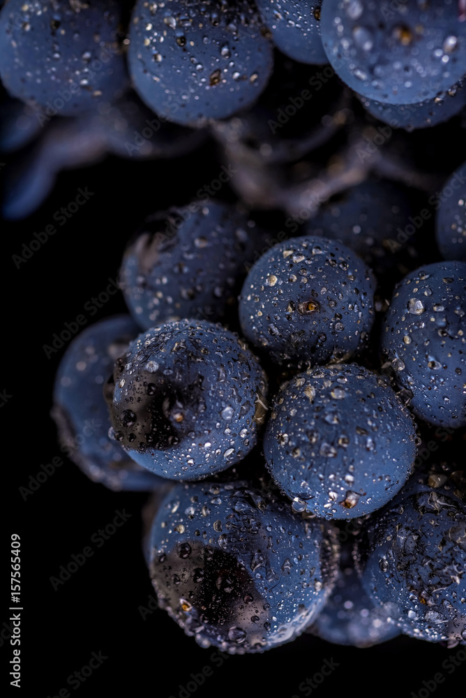 grape vines isolated , water drops ,macro shot , black background ...