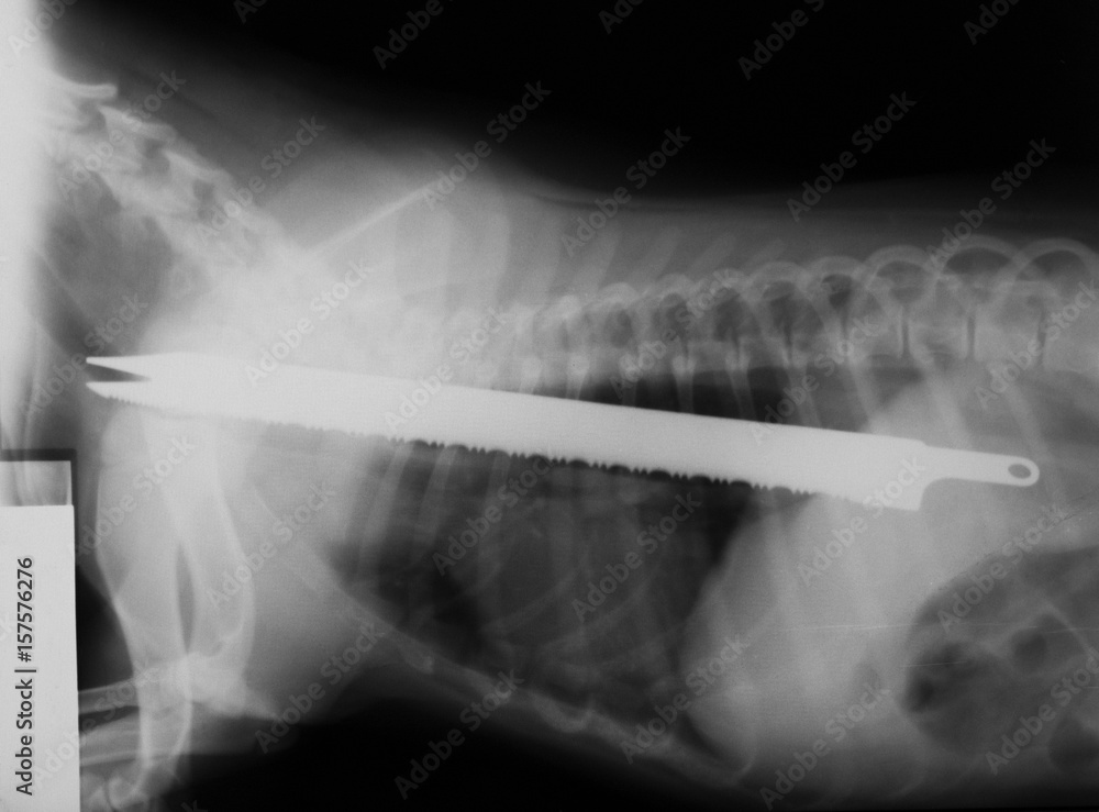 Foreign object - bread knife in the dog's esophagus. Real x-ray image ...