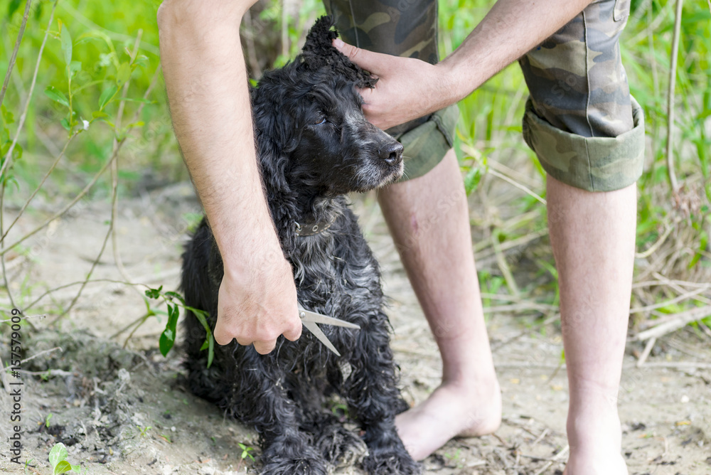 Dog haircut with scissors at home Stock Photo | Adobe Stock