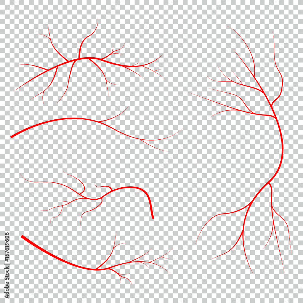 Human blood veins, red vessels on black background. Stock Vector ...