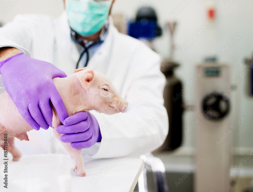Pig examination at laboratory. Healthcare industry, veterinarian ...