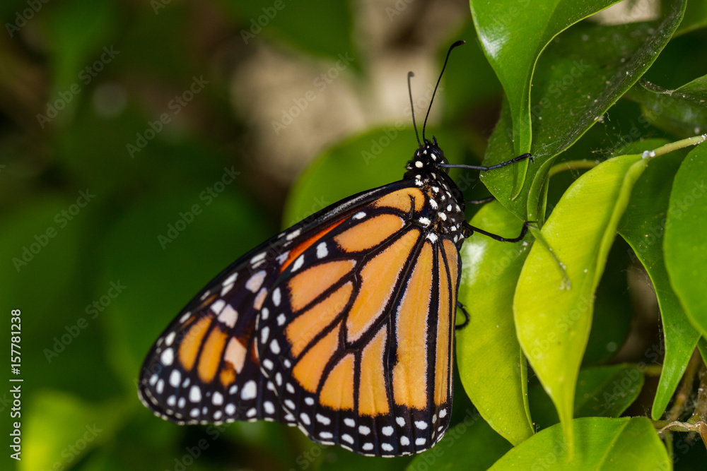 Papillon monarque Stock Photo | Adobe Stock