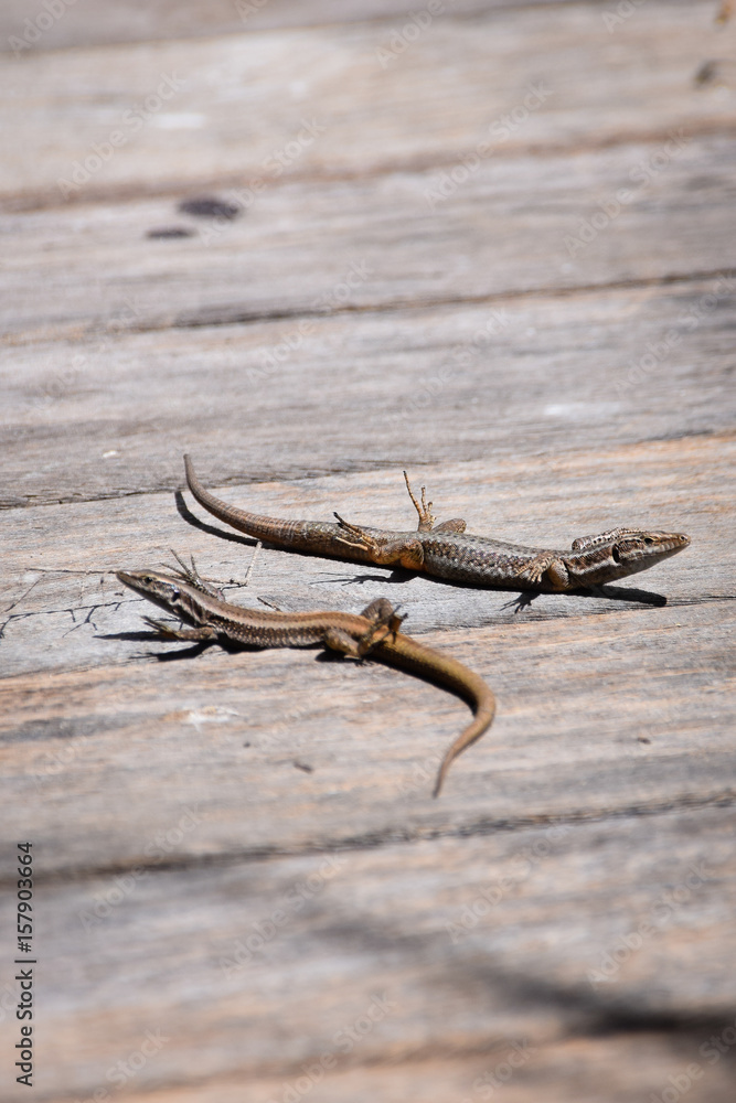 Put your paws in the air - lizards raising their feet from the hot ...