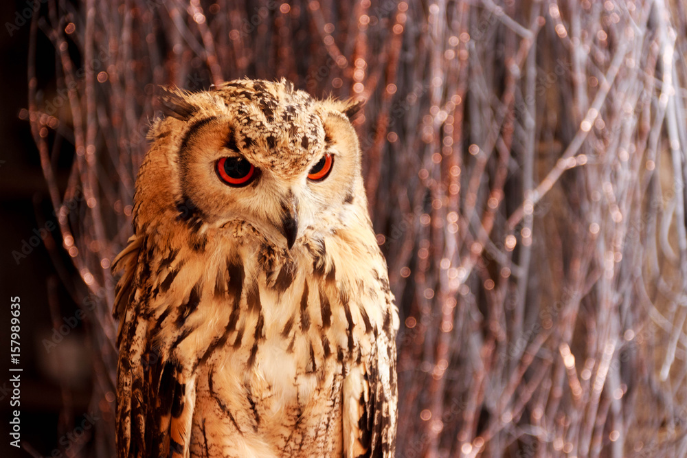 Hazel, the Eurasian eagle owl, stares intently on the Royal Mile in ...