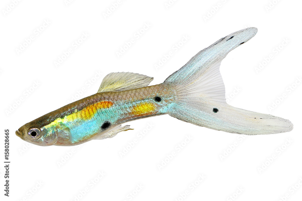 Neon Endler Guppy Double Swordtail Male Guppies Poecilia wingei ...