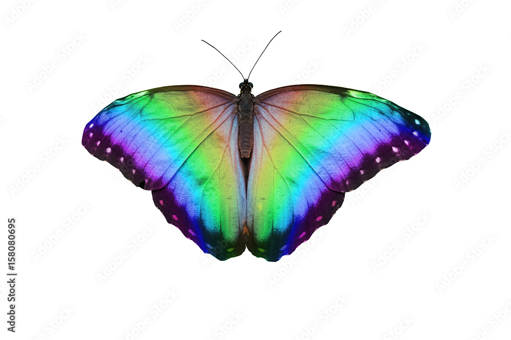 Real Rainbow Butterfly