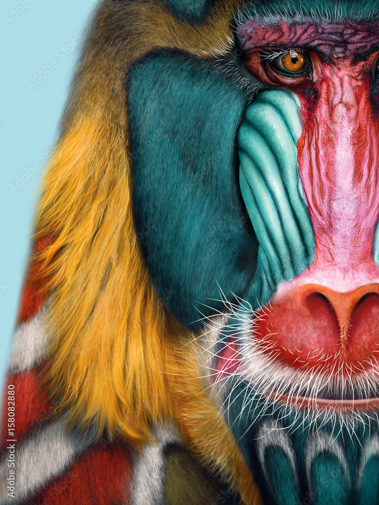 Mandrill Face