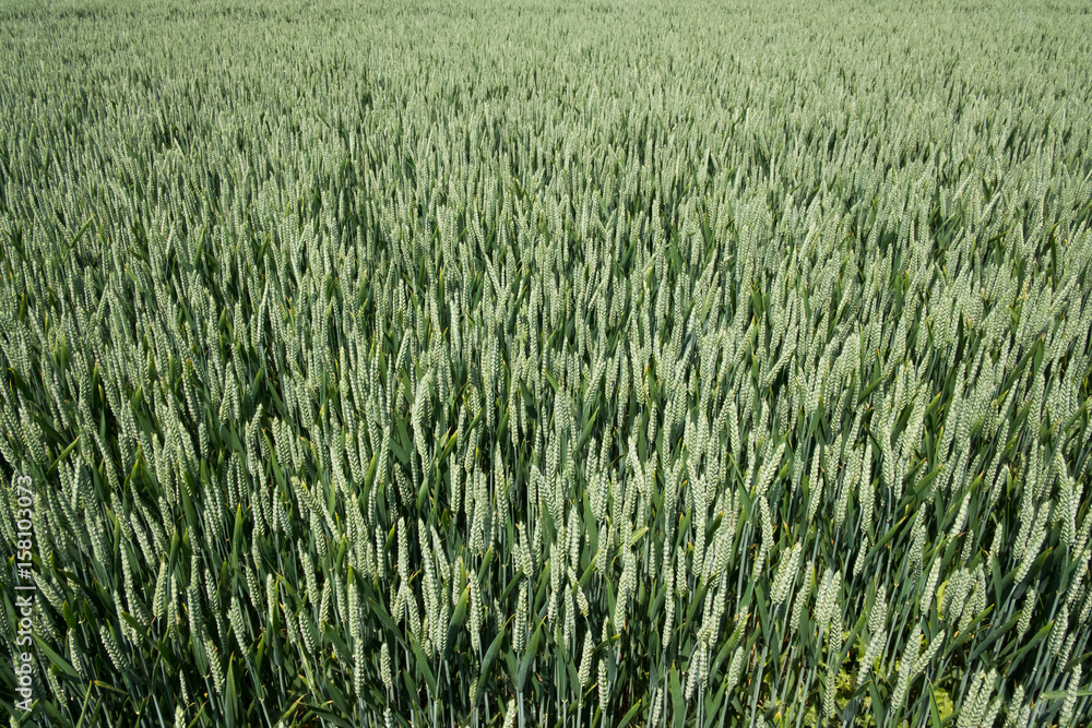 Fotografia do Stock: Champ de blé dur ou froment encore bleu | Adobe Stock