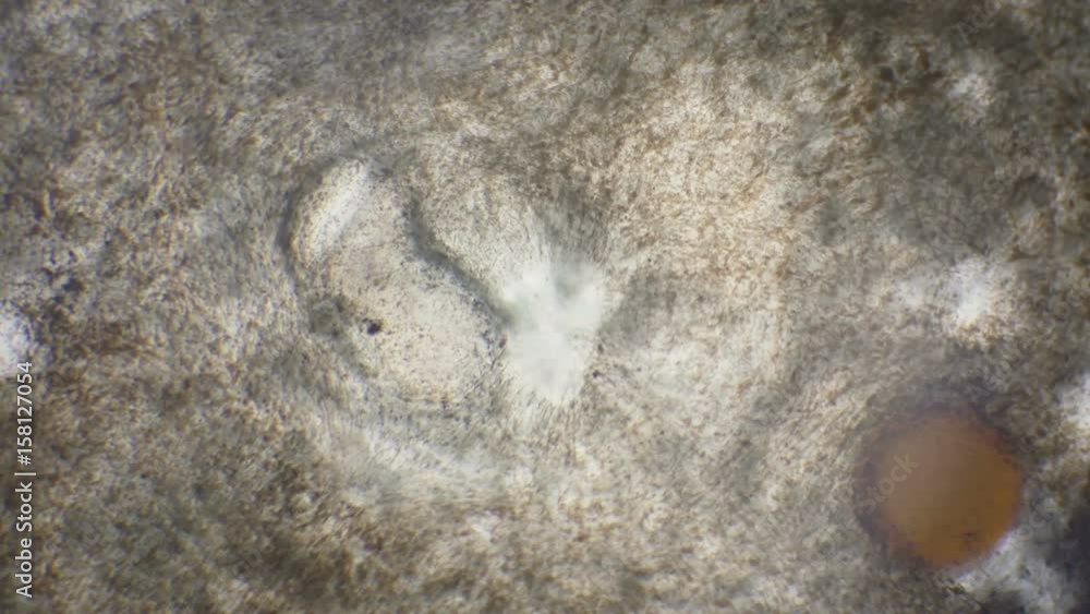 Body of a living leech worm under the microscope Stock Video | Adobe Stock