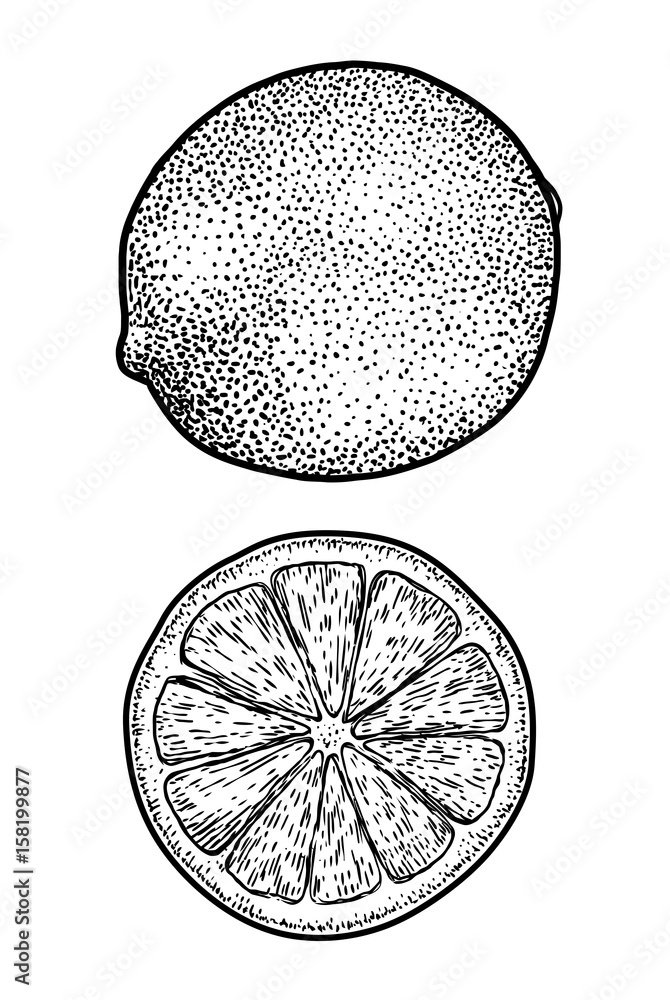 Lime illustration, drawing, engraving, ink, line art, vector Stock ...