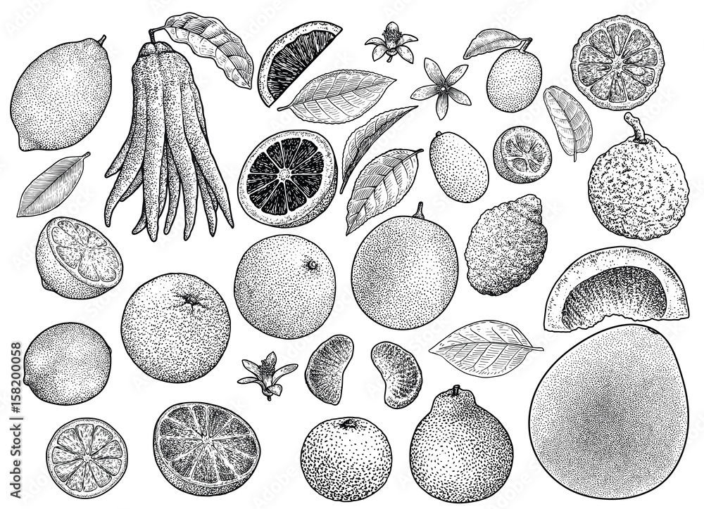 Citrus collection illustration, drawing, engraving, ink, line art ...