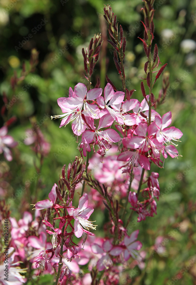 Gaura lindheimeri rose et blanche Stock Photo | Adobe Stock