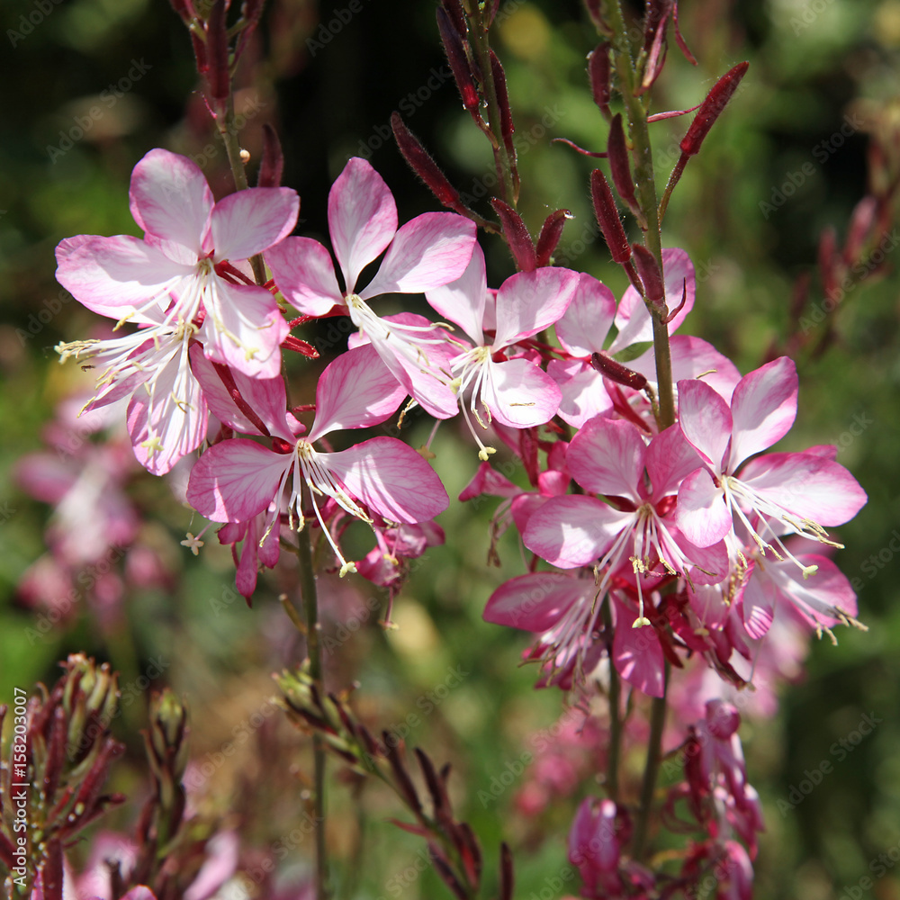Gaura lindheimeri rose et blanche Stock Photo | Adobe Stock