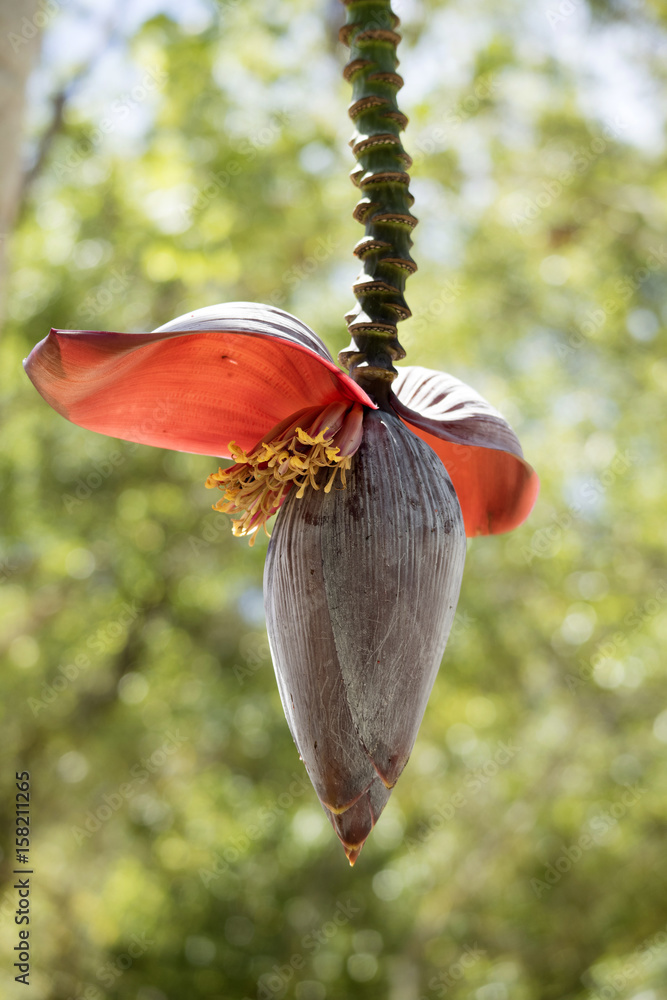The Saba Banana tree fruit and flower native to the Philippines Stock ...