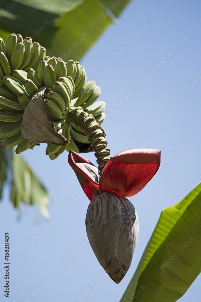 The Saba Banana tree fruit and flower native to the Philippines Stock ...