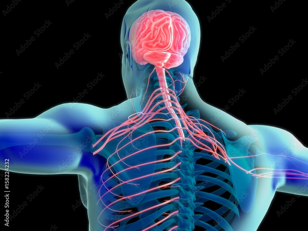 Human brain and nervous system in bright red inside blue xray body. 3d ...