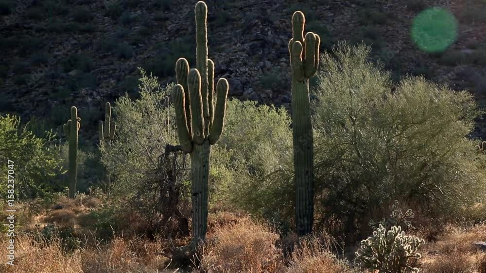 Saguaro Cactus- Zoon into a Cactus. The Saguaro is a cactus species ...