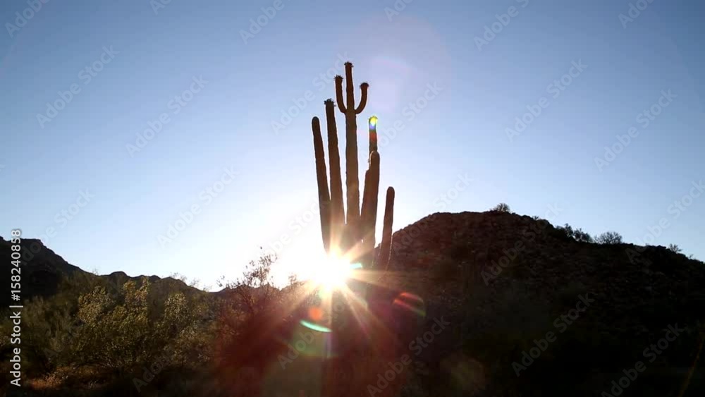 Vidéo Stock The Saguaro Cactus at the White Tank Mountains in Arizona ...