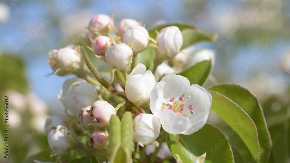 Pear tree branch with many white and pink open and unbudded flowers or ...