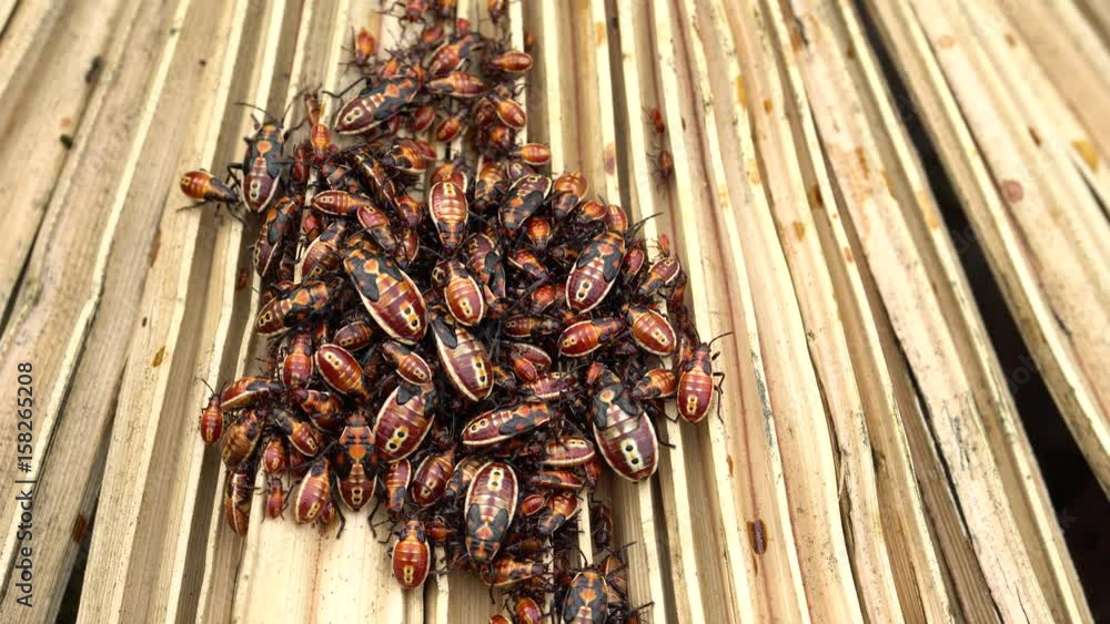 Small red insects on leaf ,outside ,rainy day,amazing nature, red ...
