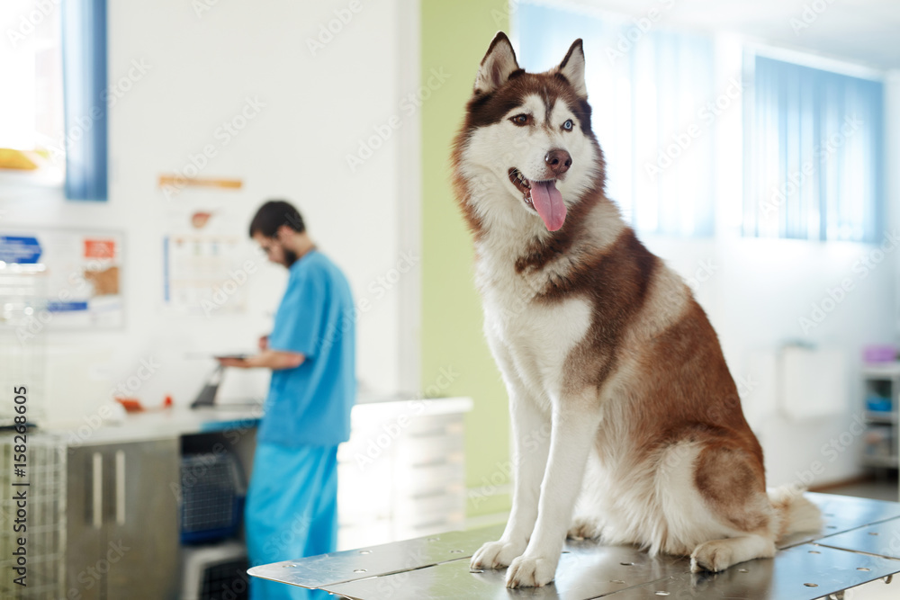Husky dog waiting for doctor on table Stock Photo | Adobe Stock