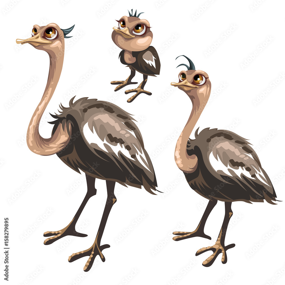 Maturation stages of ostrich, stages of growth Stock Vector | Adobe Stock