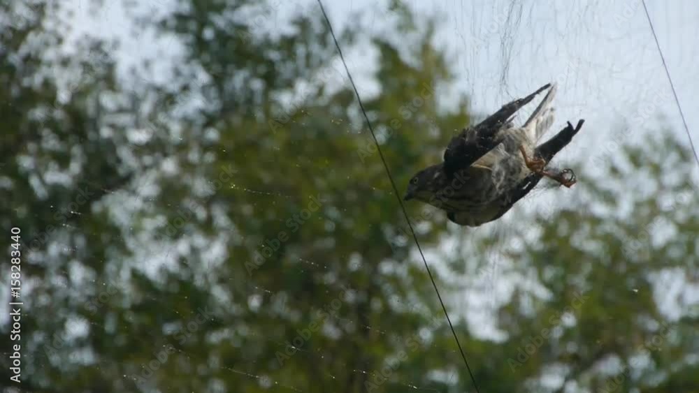 Bird trapped in net,struggling to die in blue sky like fail loser ...