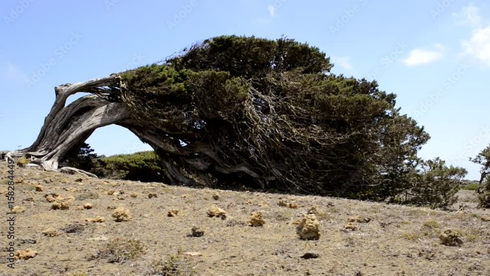 Árbol de la Sabina en la Isla de El Hierro, Canarias vídeo de Stock ...
