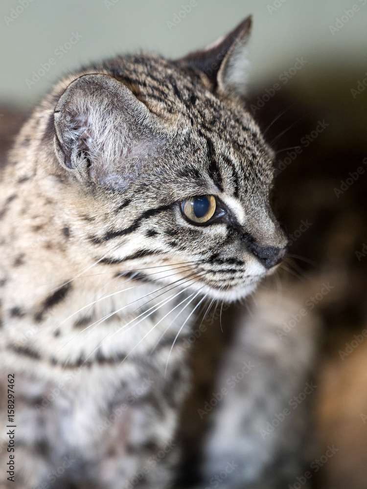 Geoffroy's cat, Oncifelis geoffroyi, is a small forest cat Stock Photo ...