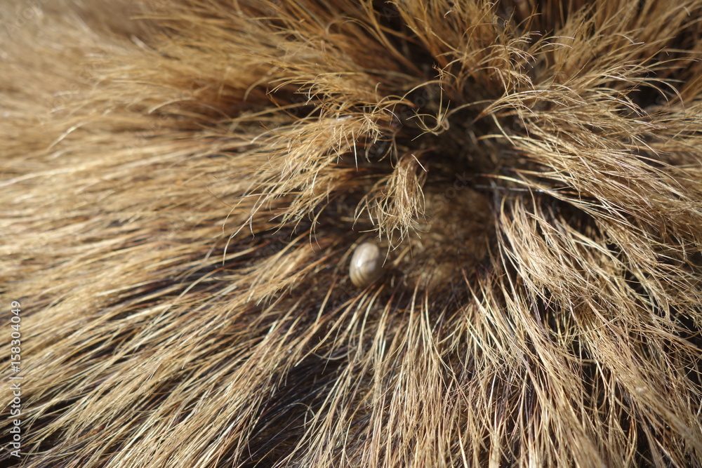Ticks on the wool of a wild pig. Ixodes ricinus. Stock Photo | Adobe Stock
