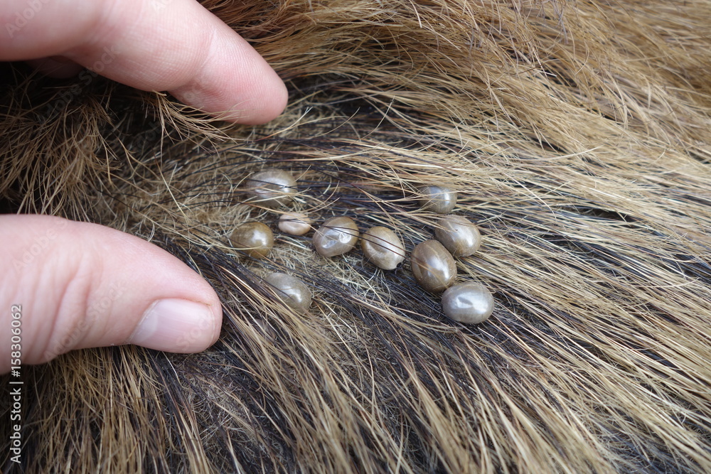 Ticks on the wool of a wild pig. Ixodes ricinus. Stock Photo | Adobe Stock