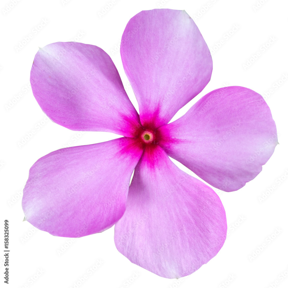 Vinca Rosea Flower