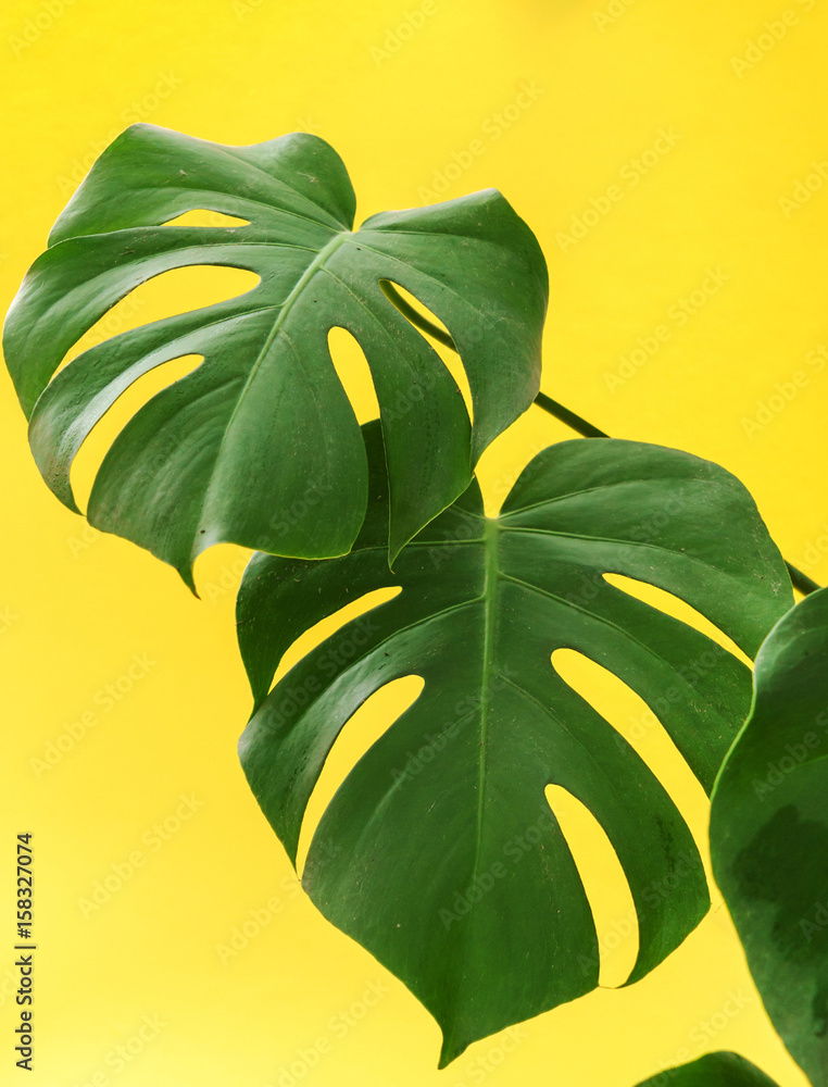 monstera leaf Stock Photo | Adobe Stock