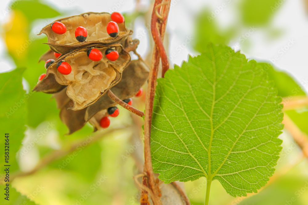 Abstract soft blurred and soft focus seed of Jequirity,Rosary pea ...