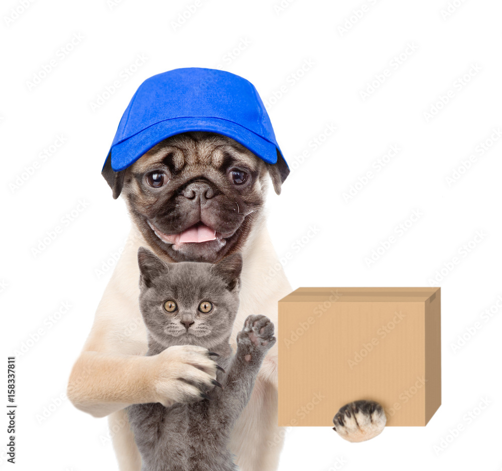 Funny dog with cat delivering a big package. isolated on white ...